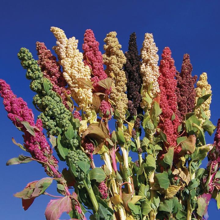 La quinua, herencia ancestral Inca | Radio Nacional de Colombia