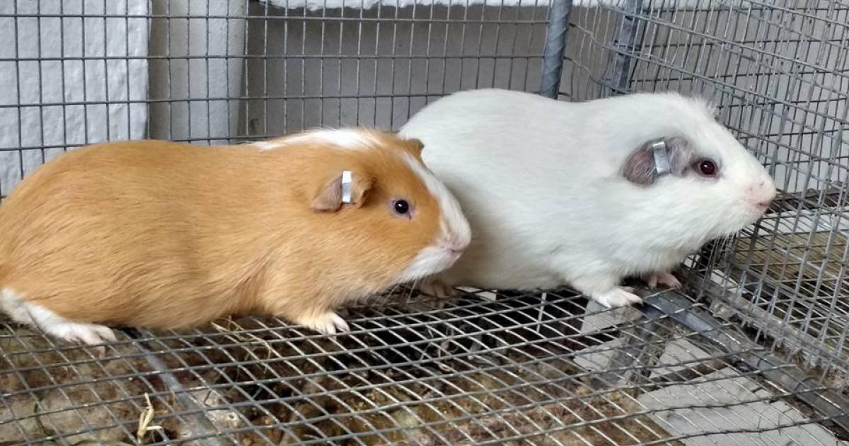 El cuy, protagonista de la gastronomía tradicional de Nariño | Radio ...