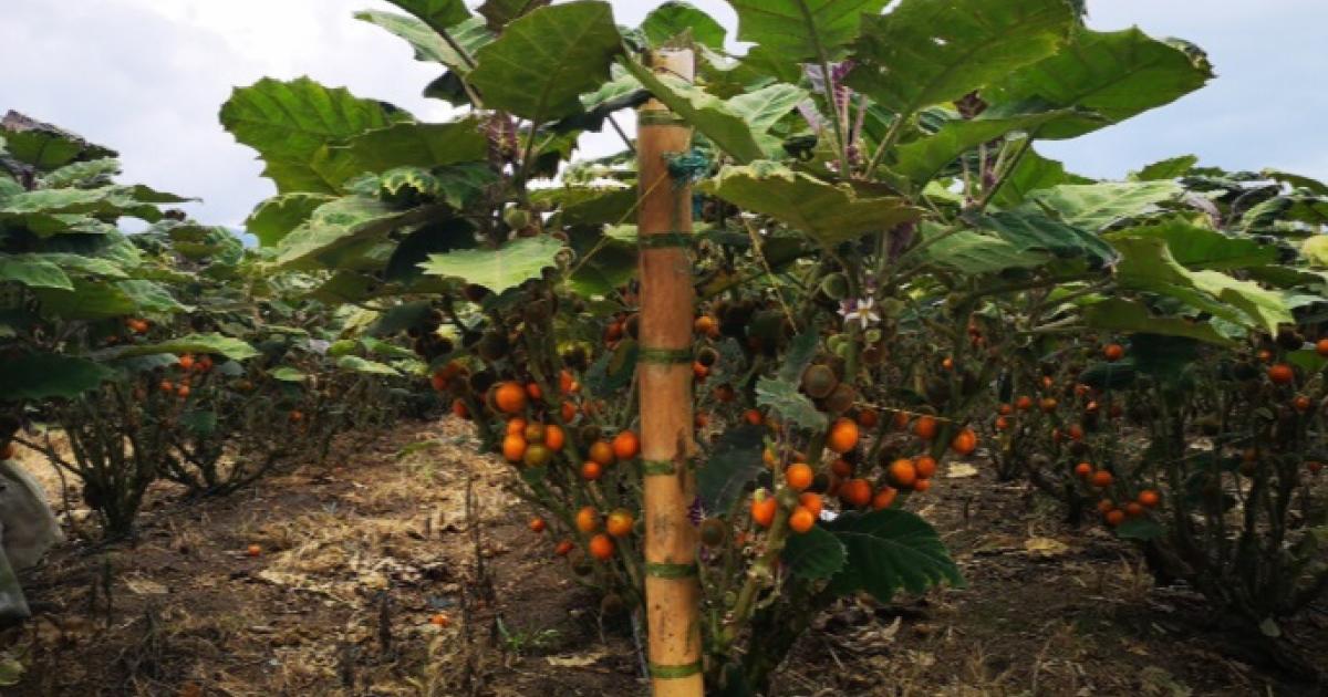 Lulo: el producto con el que buscan aumentar mercado en Meta | Radio ...